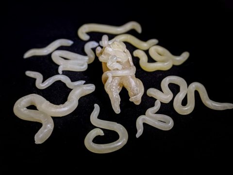 Teeth Marks - Anna Dumitriu