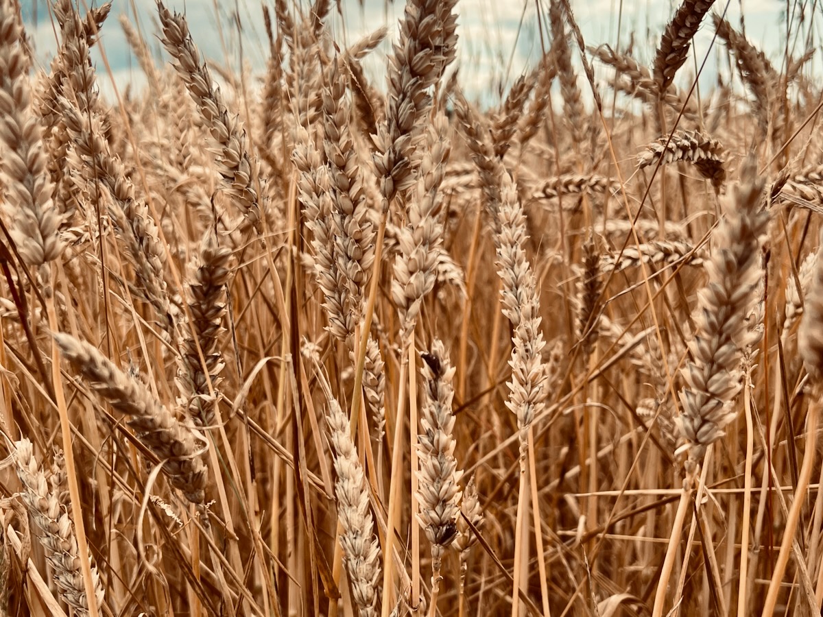 Mysteries and Mycotoxins - Anna Dumitriu