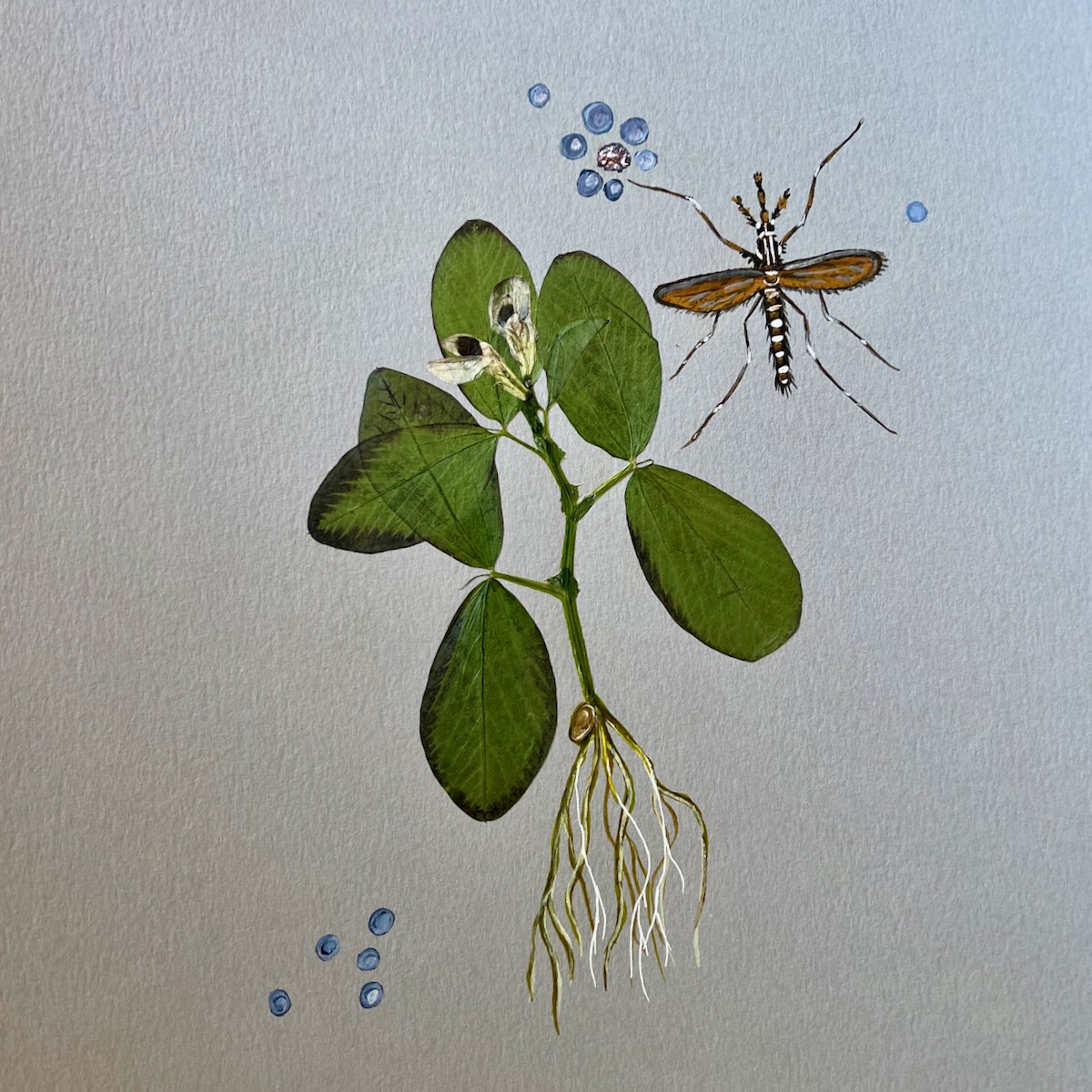 Uninhibited Faba - Anna Dumitriu