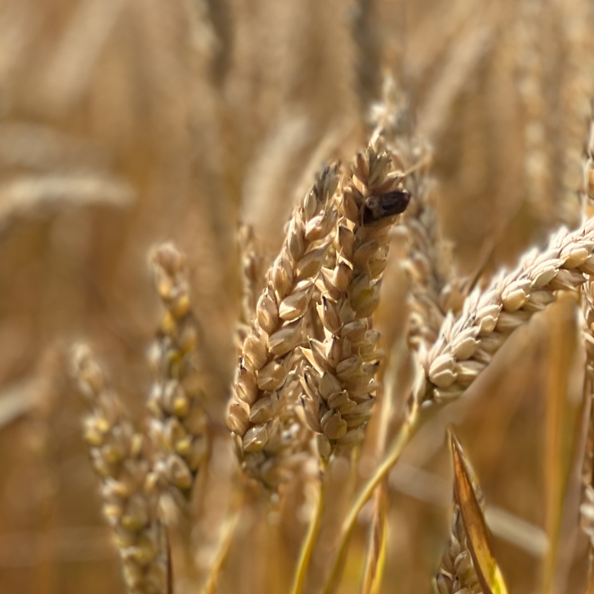 Mysteries and Mycotoxins - Anna Dumitriu